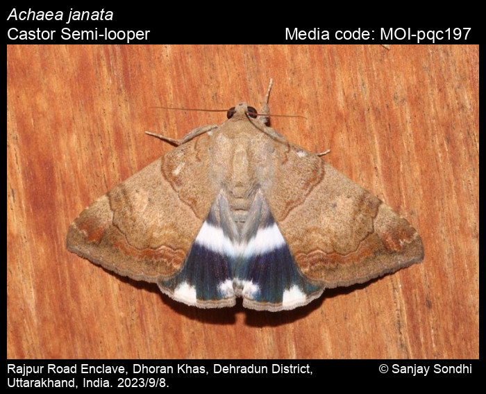 Achaea janata | Moths